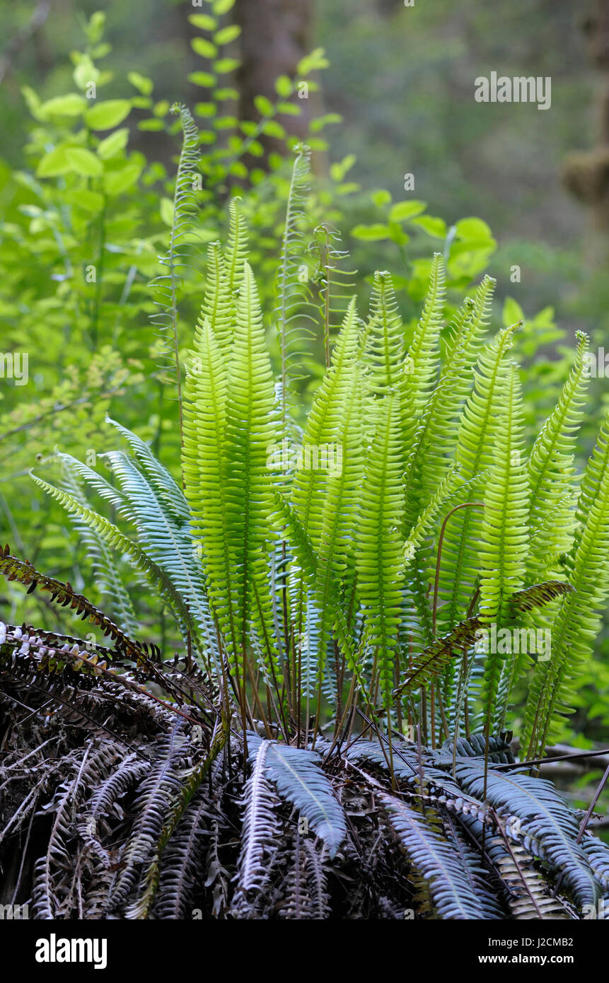 Canada, British Columbia. Western sword fern (Polystichum munitum ...