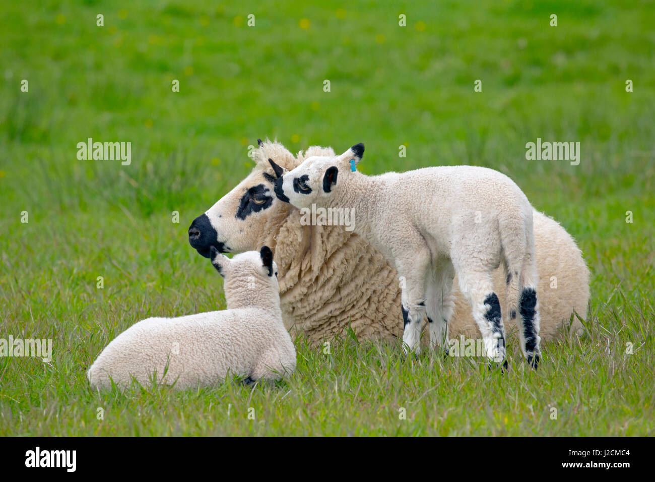 Kerry hill sheep hi-res stock photography and images - Alamy