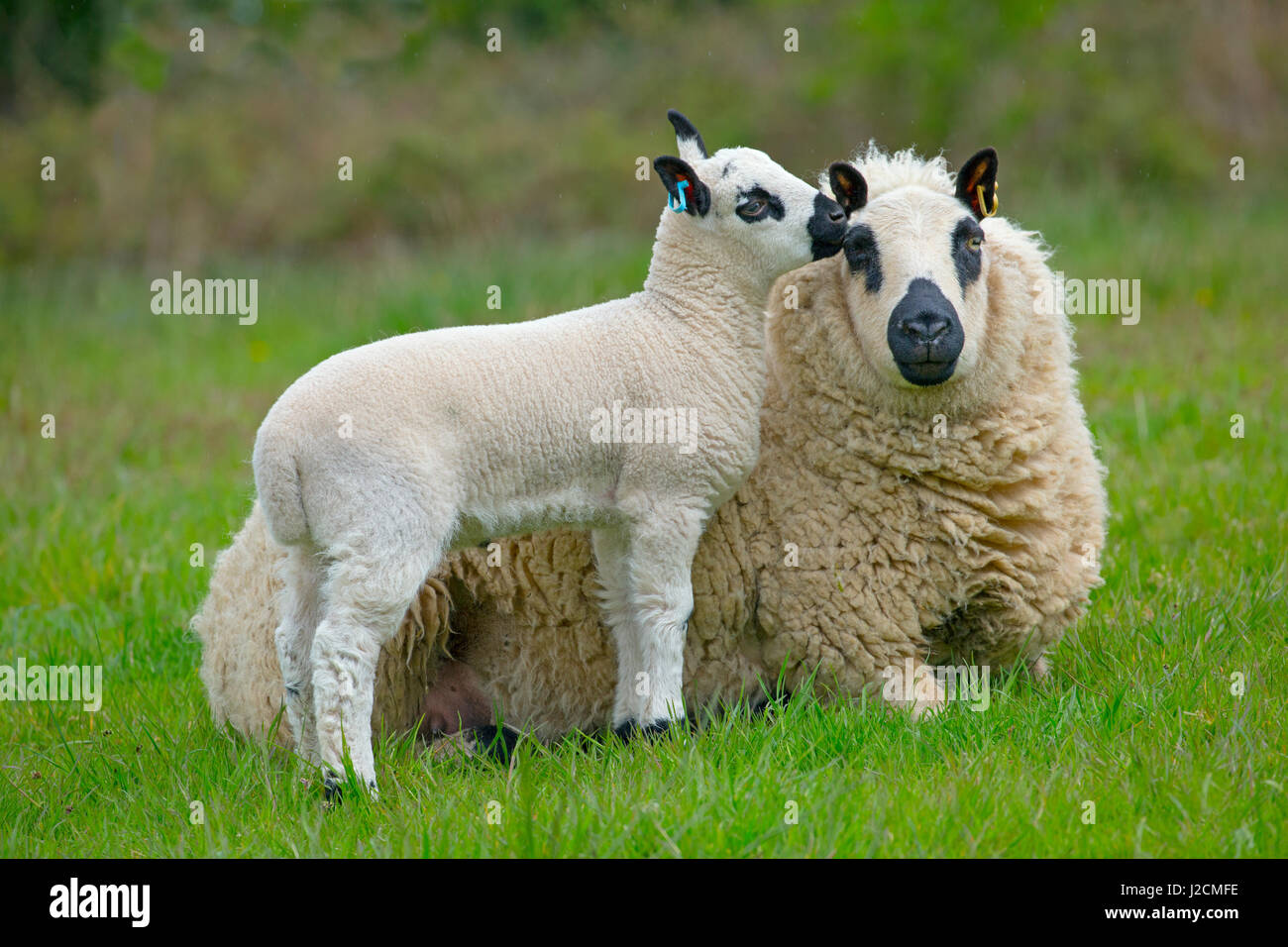 Kerry Hill Sheep flock Ewe and lambs Stock Photo - Alamy