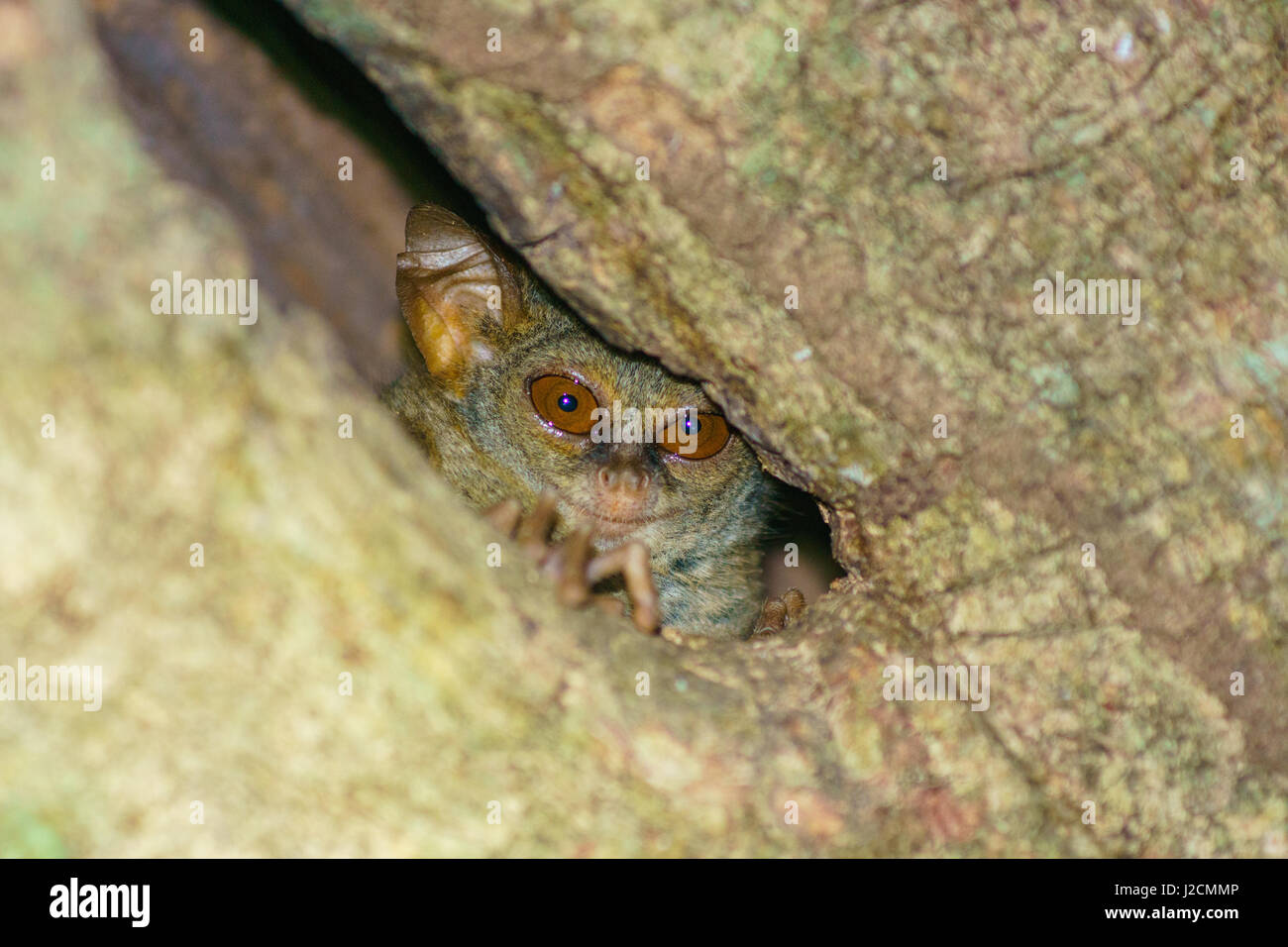 Indonesia, Sulawesi Utara, Kota Bitung, small animal looks out of a ...