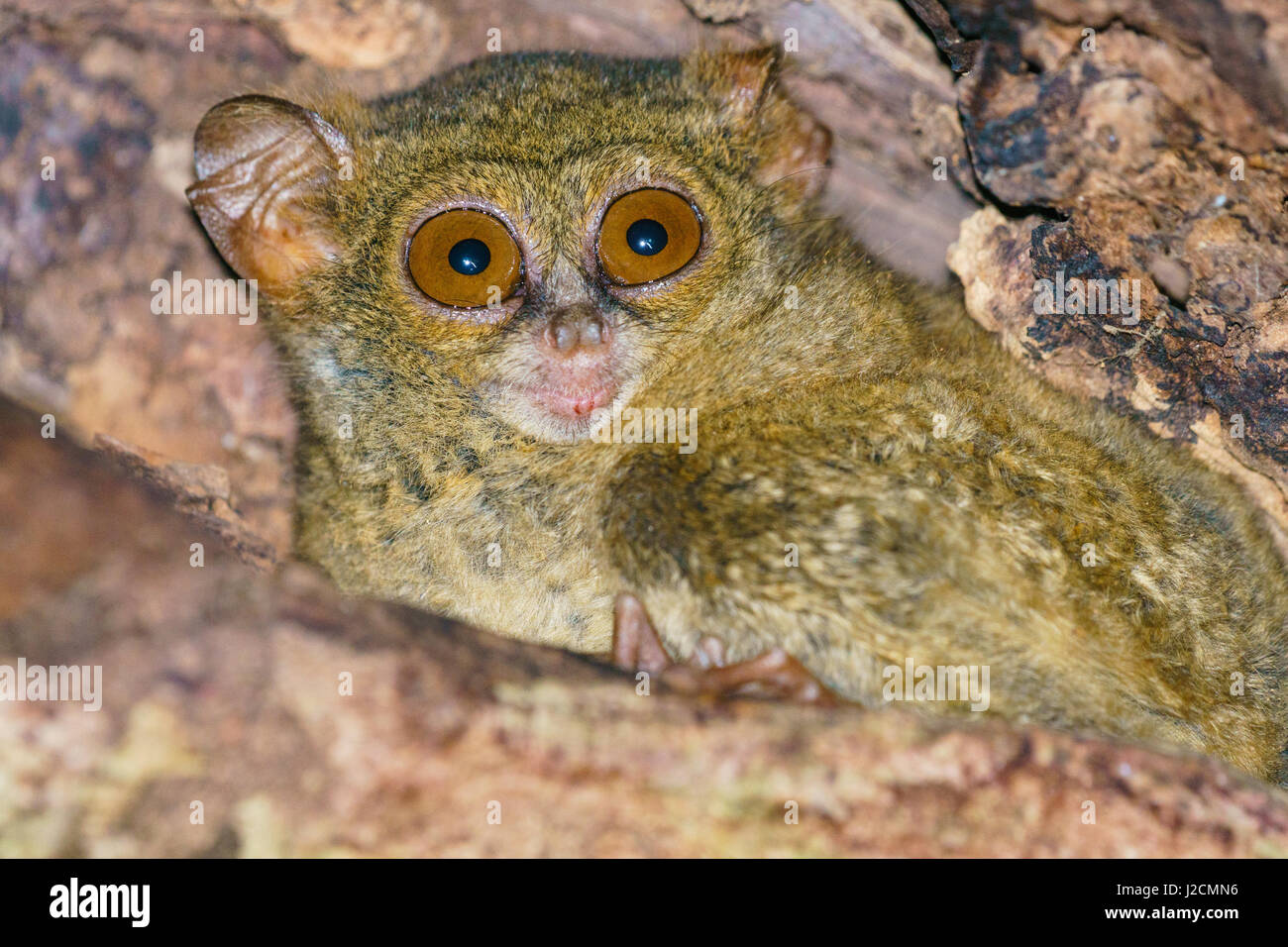 Indonesia, Sulawesi Utara, Kota Bitung, close-up of a small animal on ...