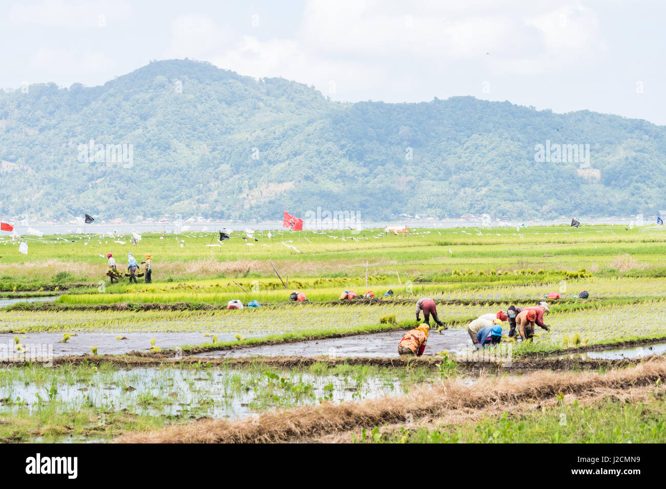 Indonesia, Sulawesi Utara, Kaban Minahasa, locals in rice cultivation ...