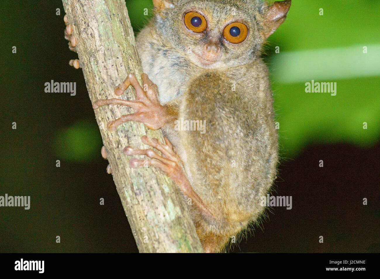 Indonesia, Sulawesi Utara, Kota Bitung, small animal climbs on tree ...
