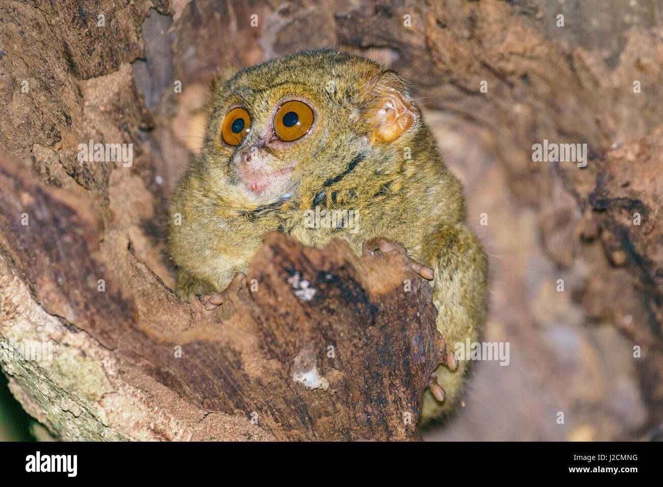 Indonesia, Sulawesi Utara, Kota Bitung, Small animal in a cave on ...