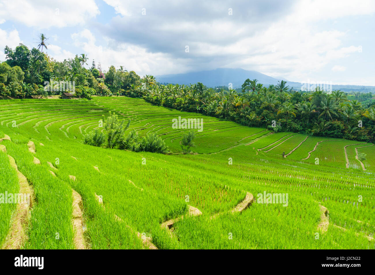 Indonesia, Bali, Kaban Tabanan, rice fields Stock Photo - Alamy