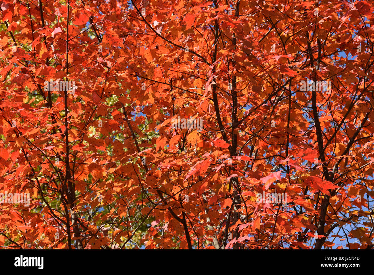 Red Leaves in Mercer, Wisconsin Stock Photo - Alamy