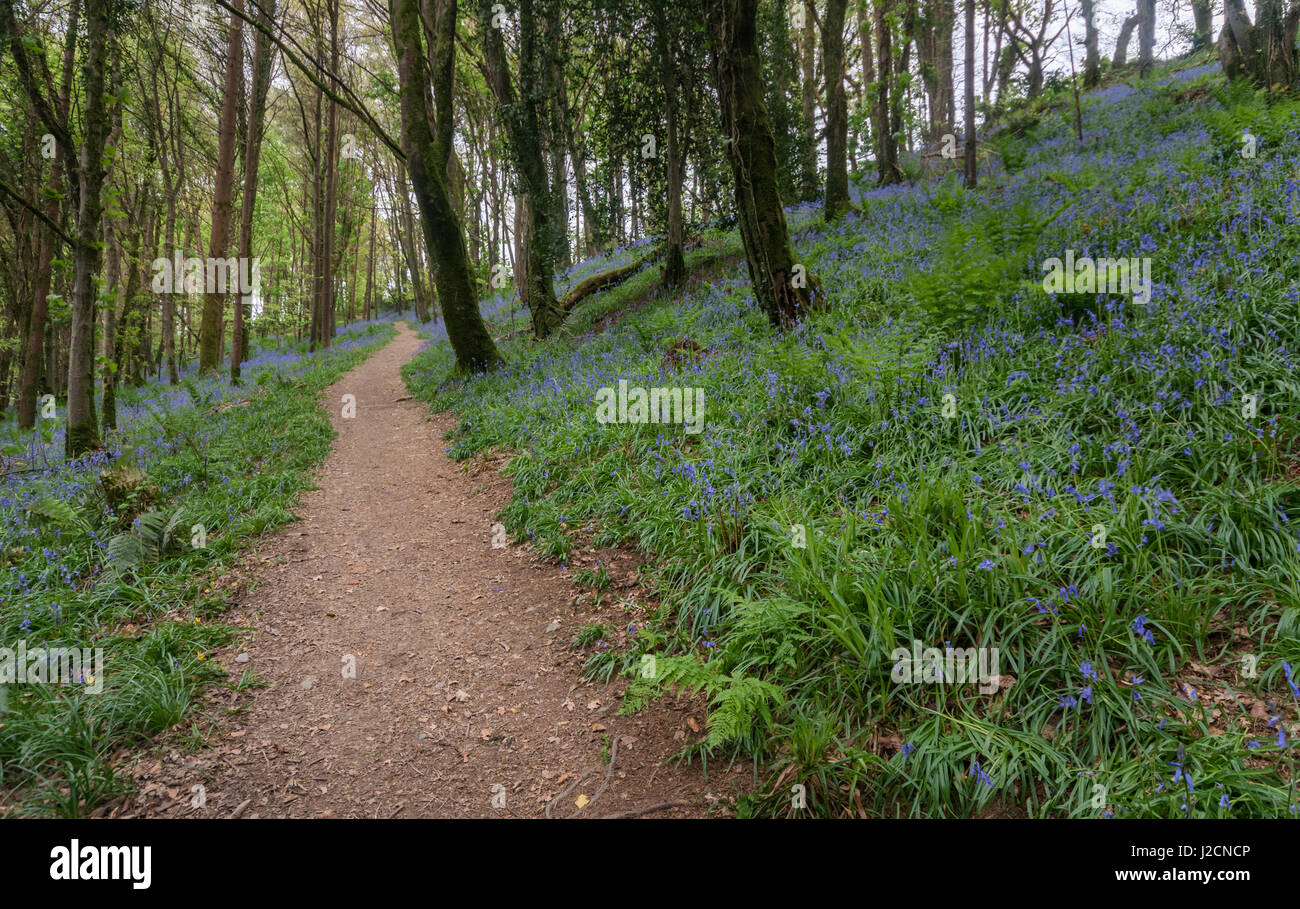 Bluebell forest scene hi-res stock photography and images - Alamy