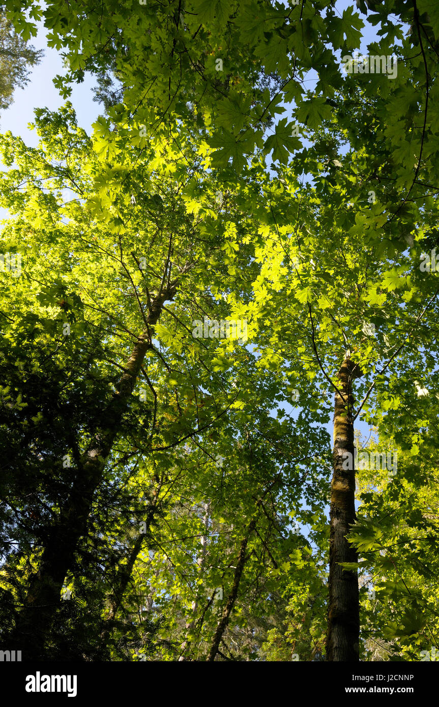 Canada, British Columbia, Gulf Islands, Wallace Island. Backlit maple ...