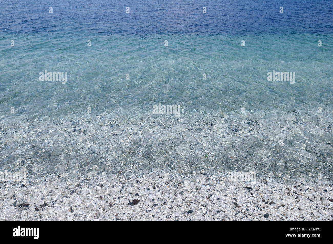 British columbia canada close up shells hi-res stock photography and ...