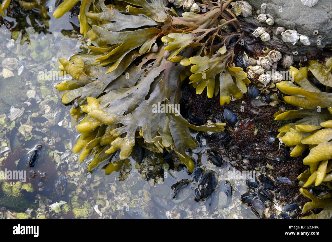 Fucus Gardneri Slide