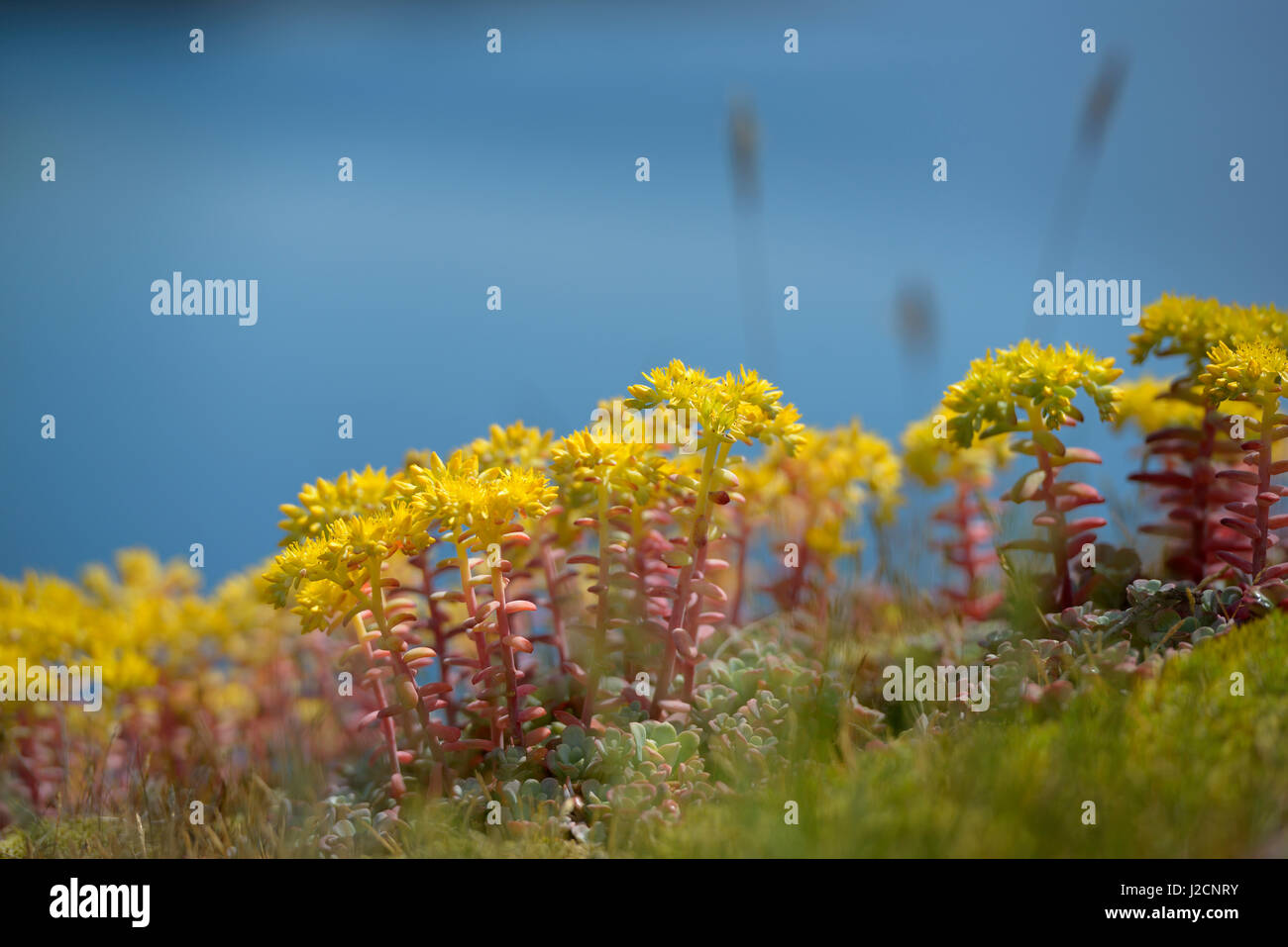 Canada, British Columbia, Gulf Islands, Portland Island. Broad-Leaved ...