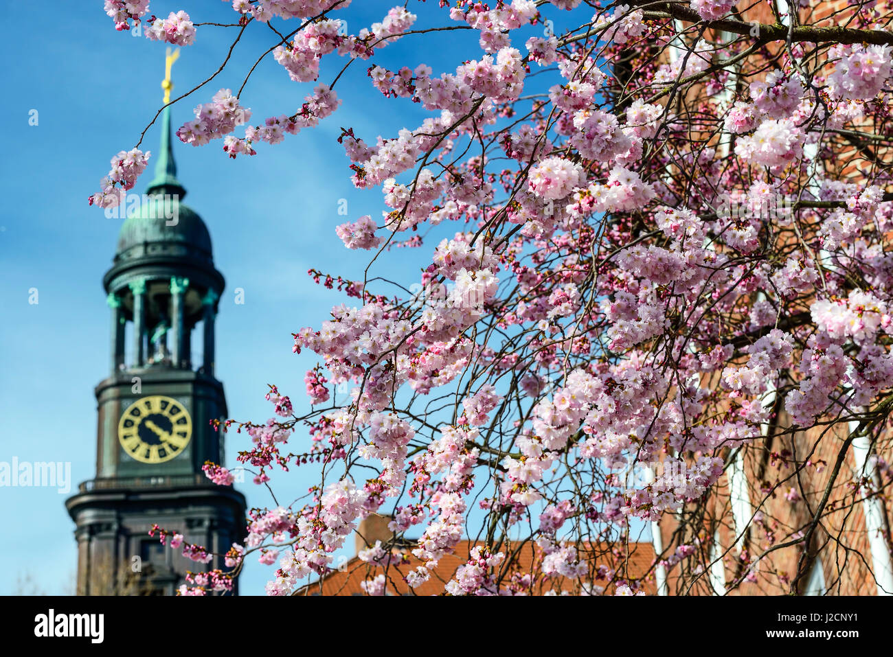 Spring blossom and st michaels church in hamburg hi-res stock ...