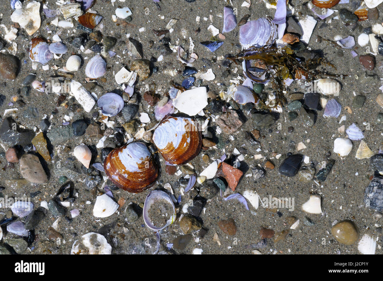 Canada, British Columbia, Cabbage Island. Colorful shells on sand Stock ...