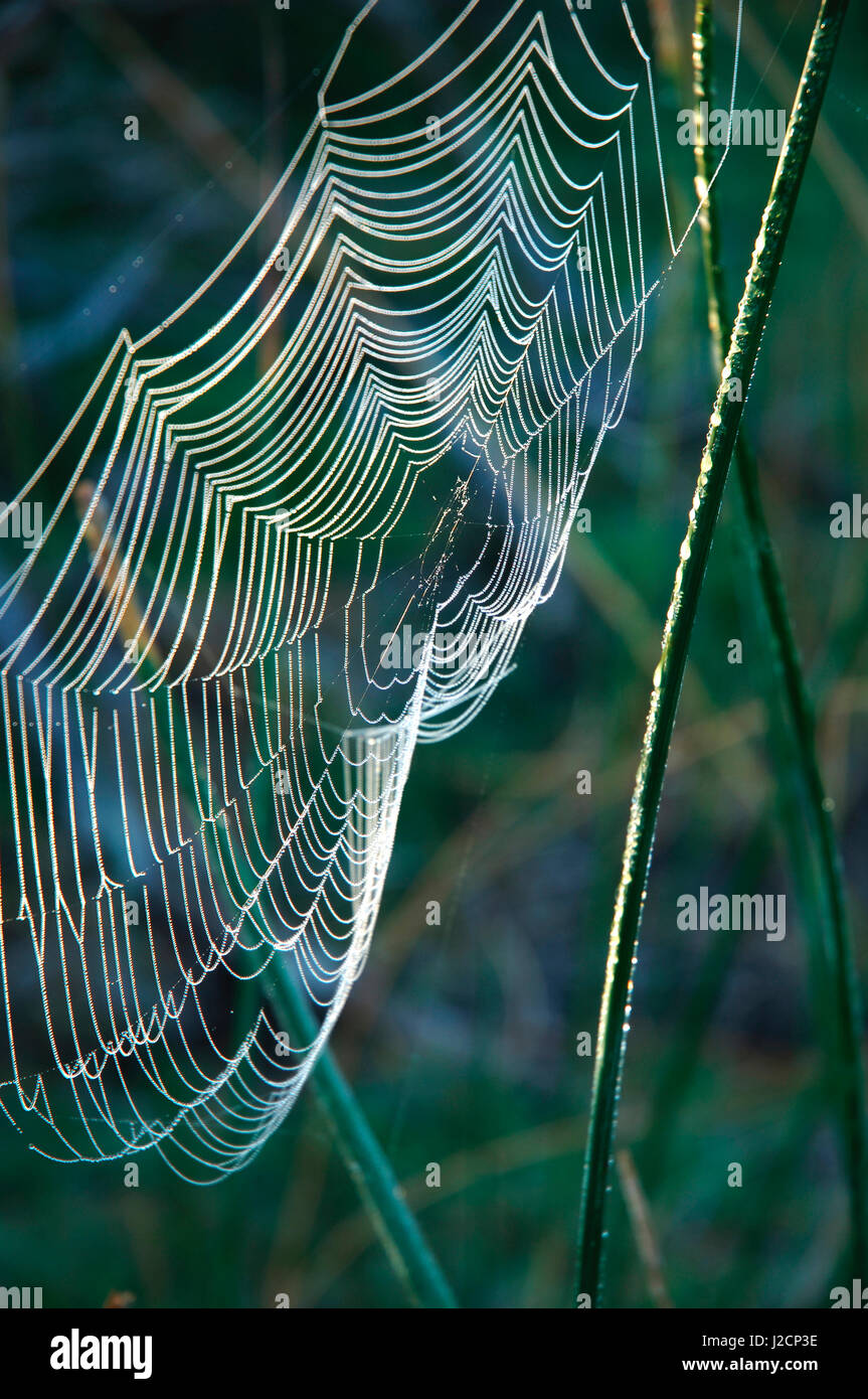 Cabbage island spider hi-res stock photography and images - Alamy