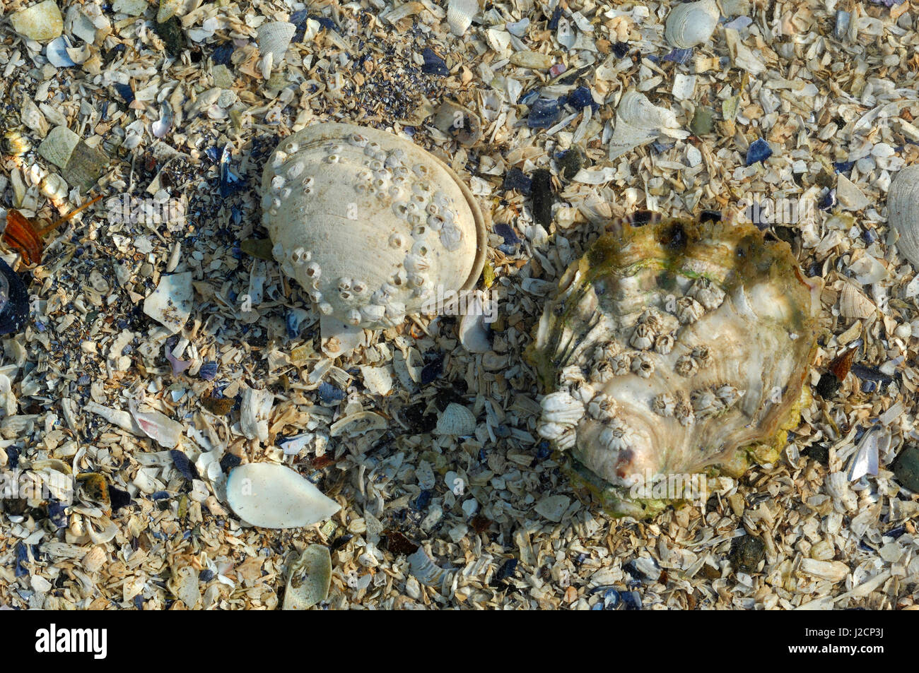 Canada, British Columbia, Cabbage Island. Barnacle covered shells at ...