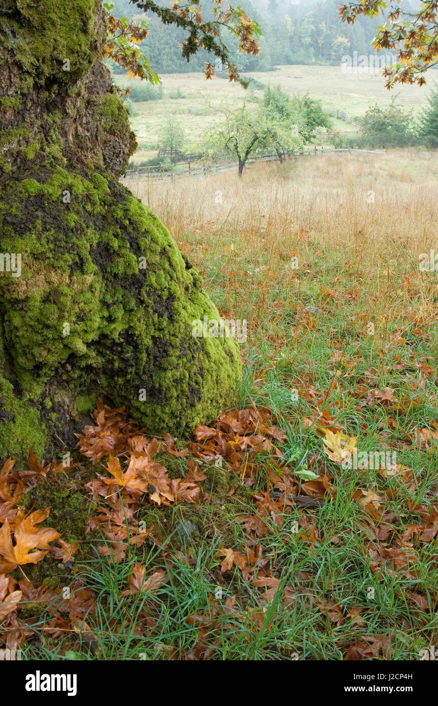 Big maple tree vancouver hi-res stock photography and images - Alamy