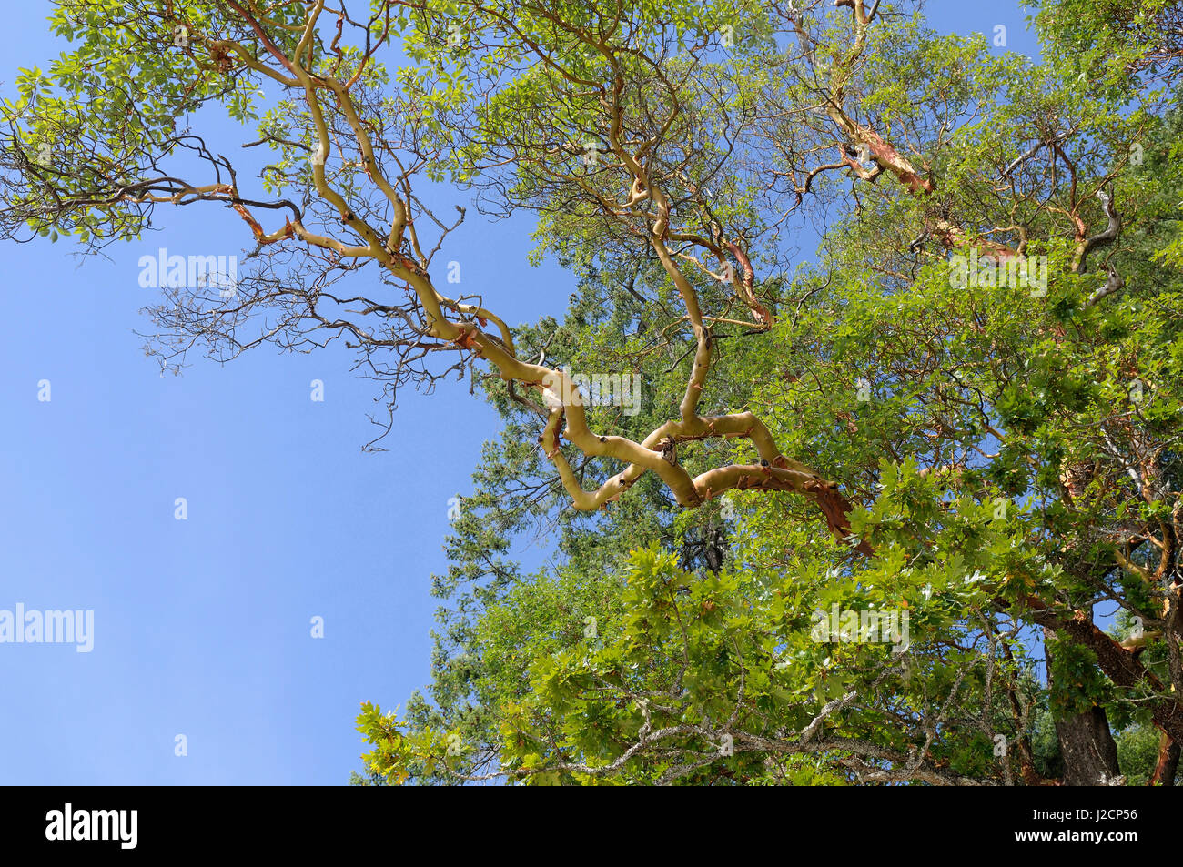 Canada, British Columbia, Galiano Island, Montague Harbour. Arbutus ...