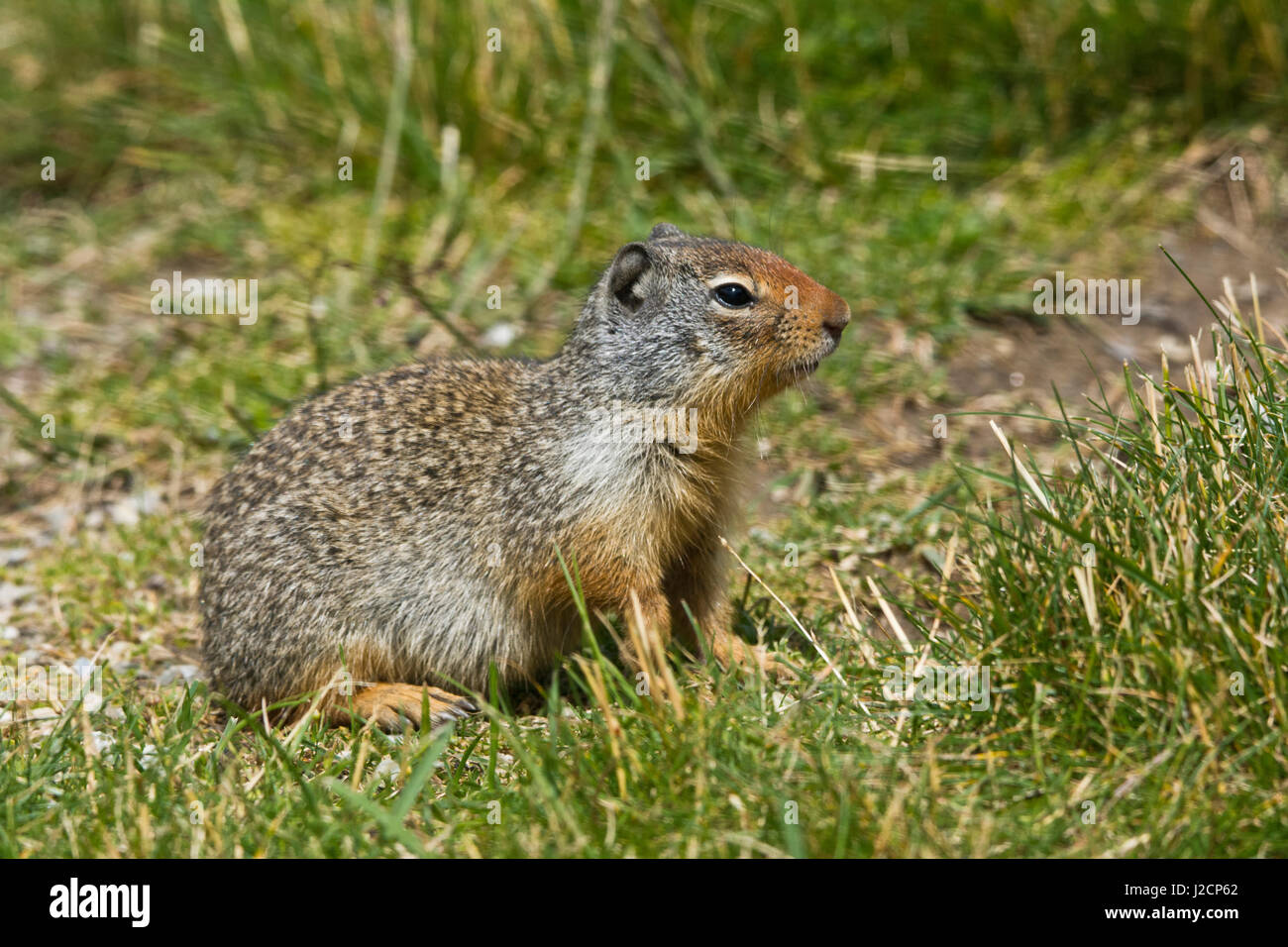 Columbia Ground Squirrel, Rogers Pass, Glacier National Park, British ...