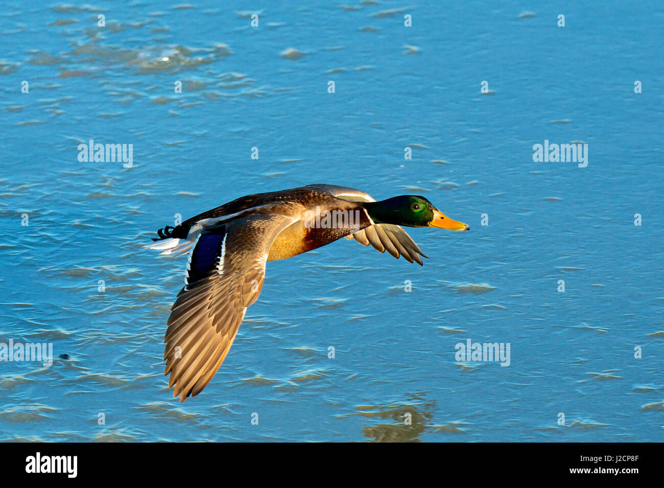 A drake in flight. The mallard (Anas Platyrhynchos) is a dabbling duck ...