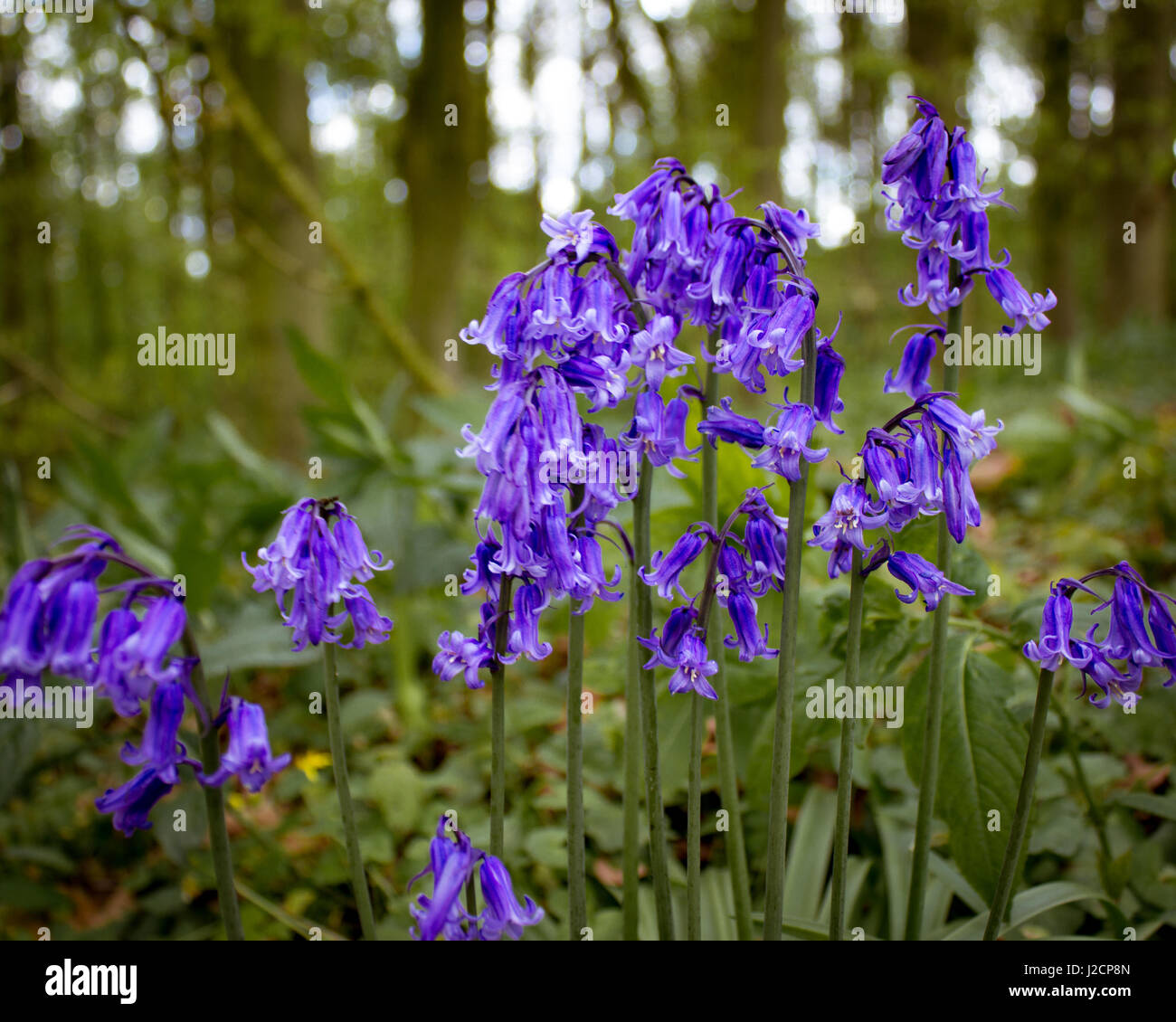 Common Bluebell at Stafford Castle Stock Photo - Alamy