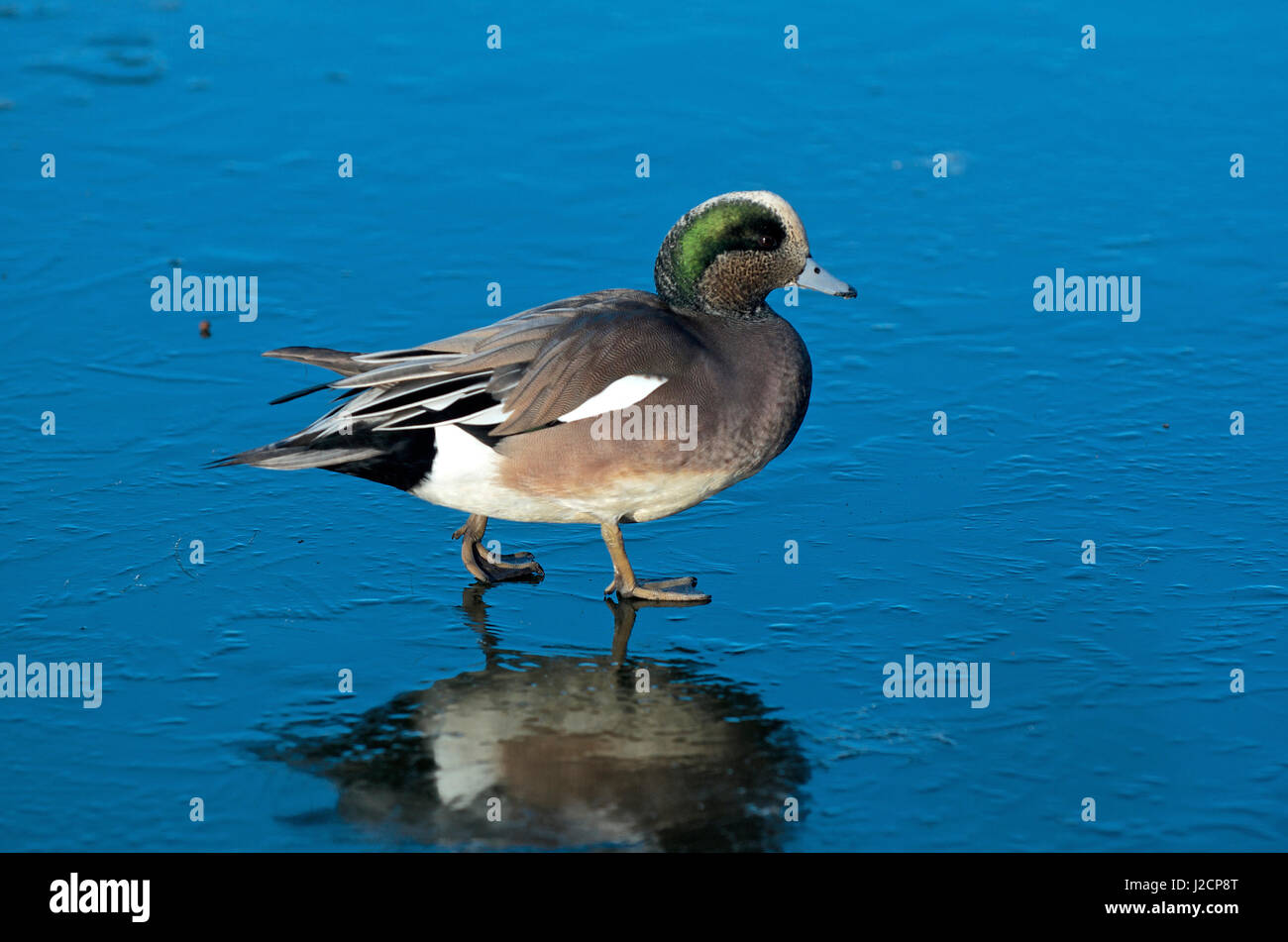 The American widgeon (Anas Penelope) is a dapping duck, formerly called ...