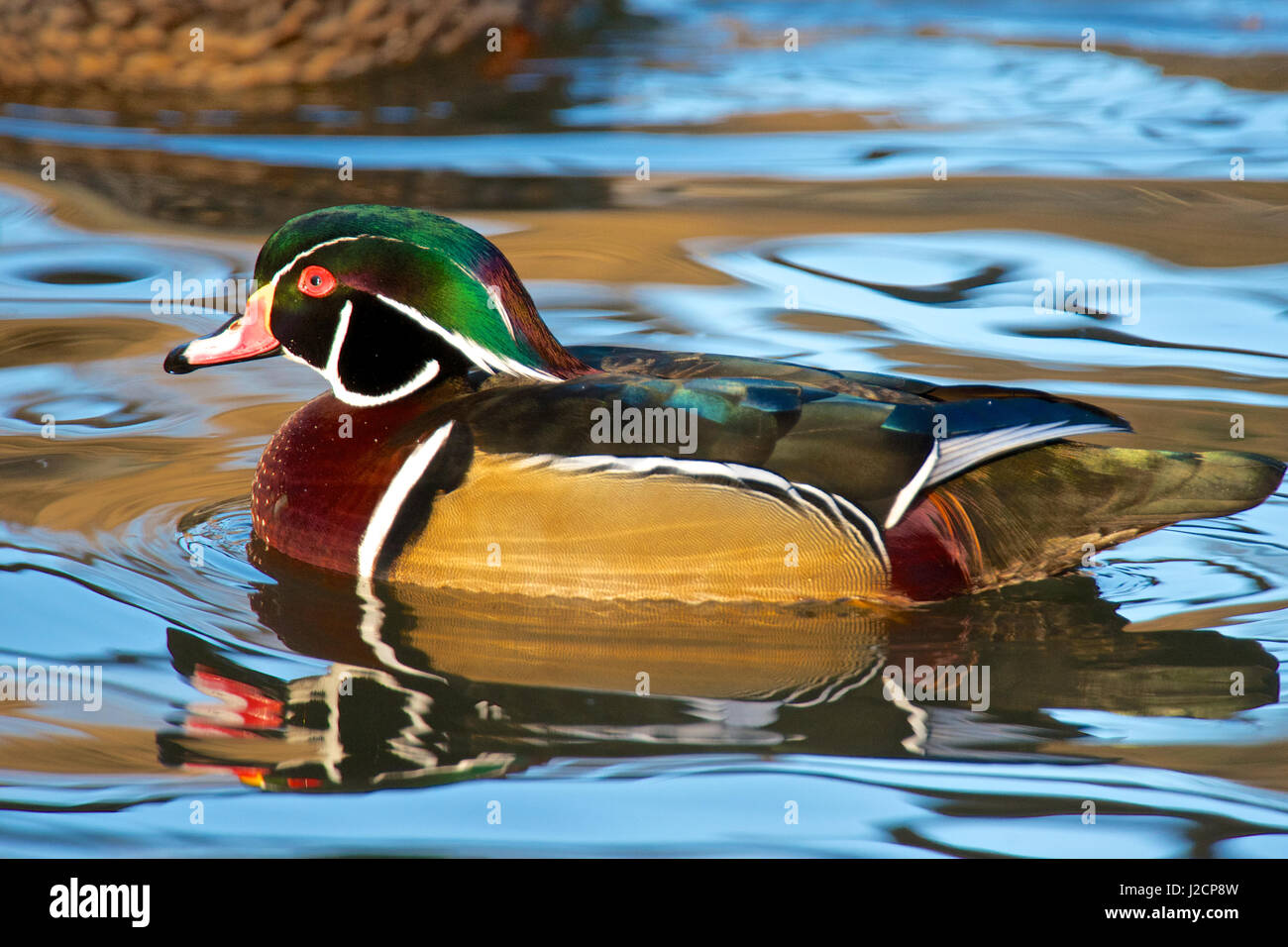 The wood duck or Carolina duck (Aix Sponsa), a species of perching duck ...