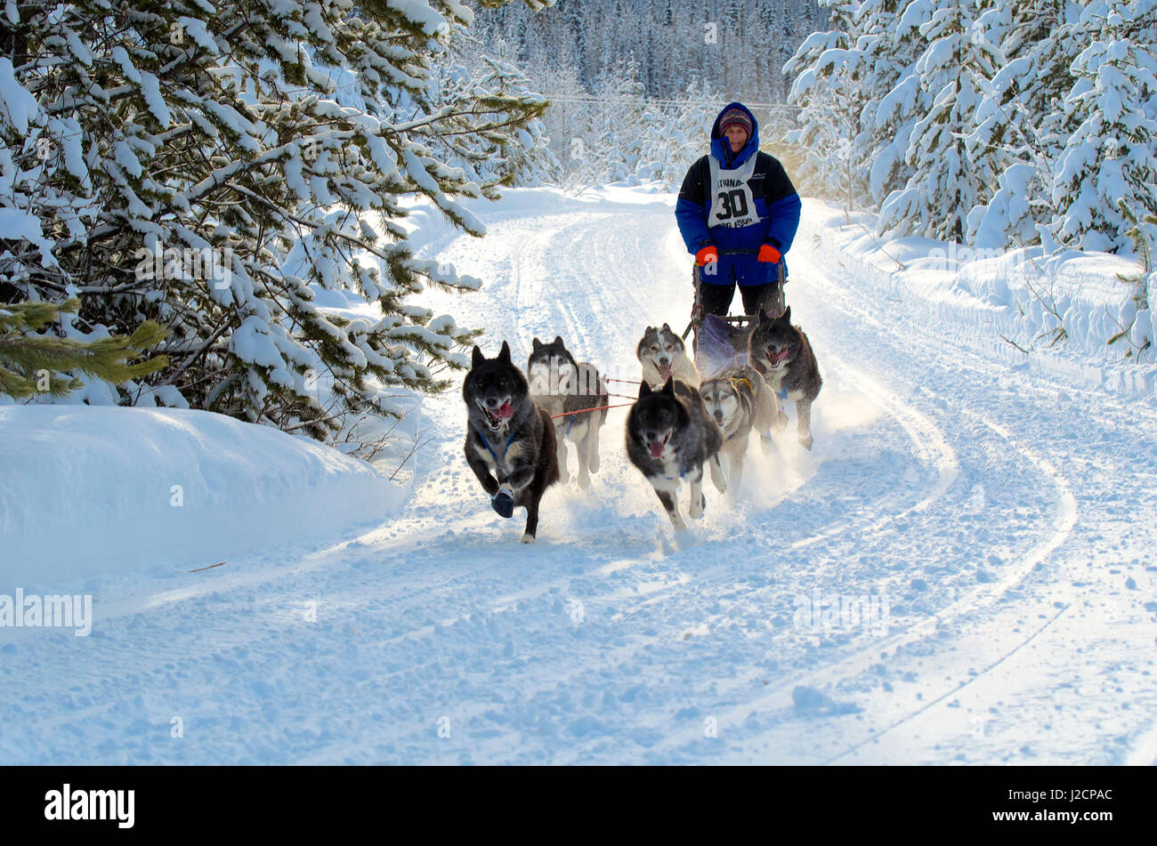Dog sled races are a popular winter passion for many mushers in ...