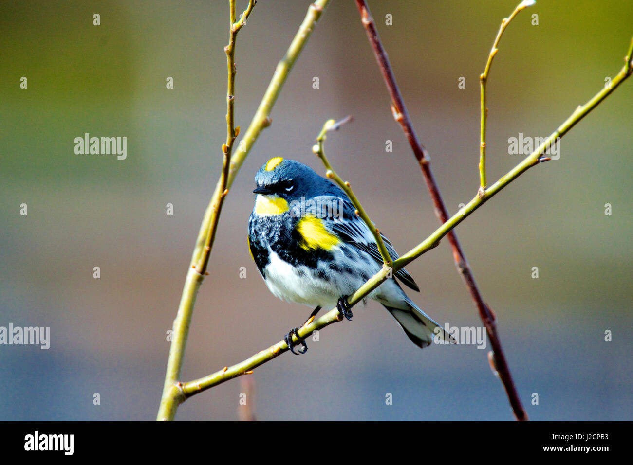 Setophaga coronata auduboni hi-res stock photography and images - Alamy