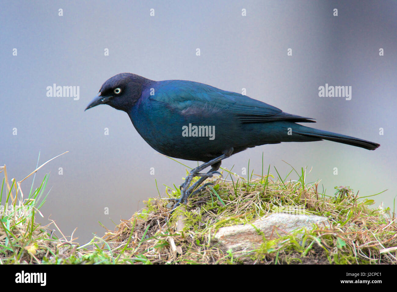 The Brewer's blackbird (Euphagus cyanocephalus) is a medium-sized New World blackbird, known for ...