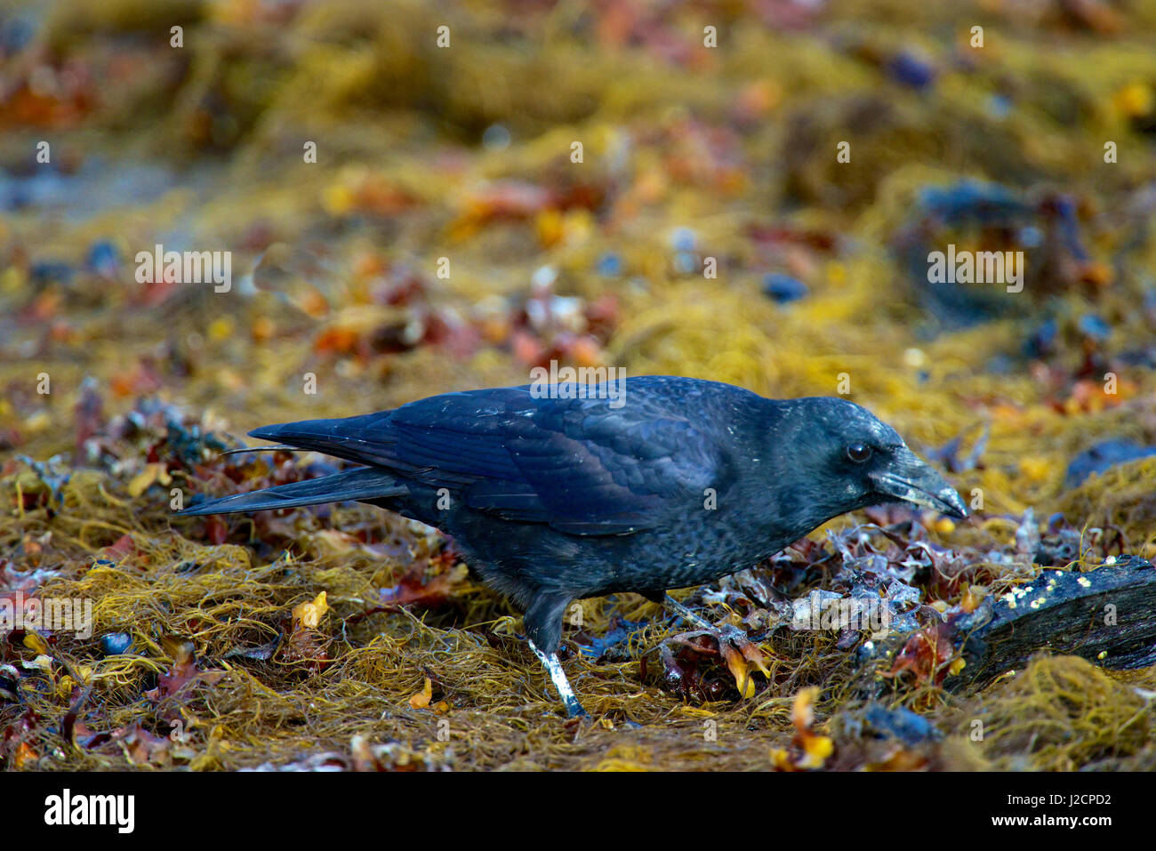 The northwestern crow (Corvus caurinus) is an all-black passerine bird ...