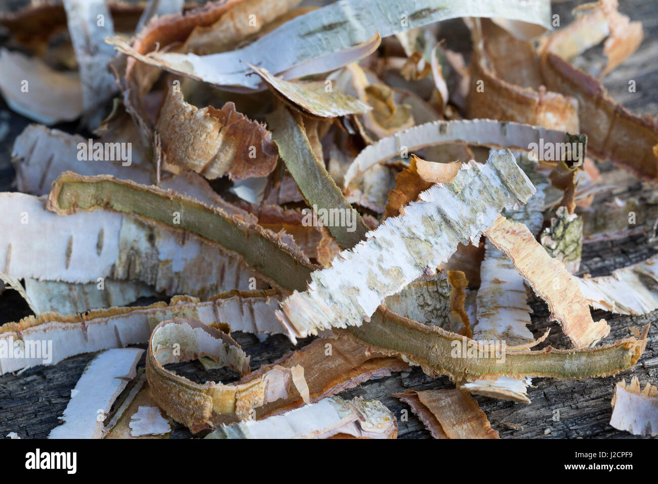 Birken-Rinde, Birkenrinde, Rinde von Birke wird getrocknet. Hänge-Birke ...