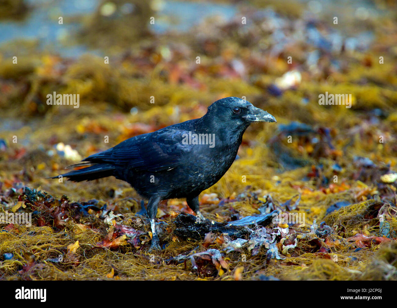Northwestern crow (Corvus caurinus) is an all-black passerine bird of ...