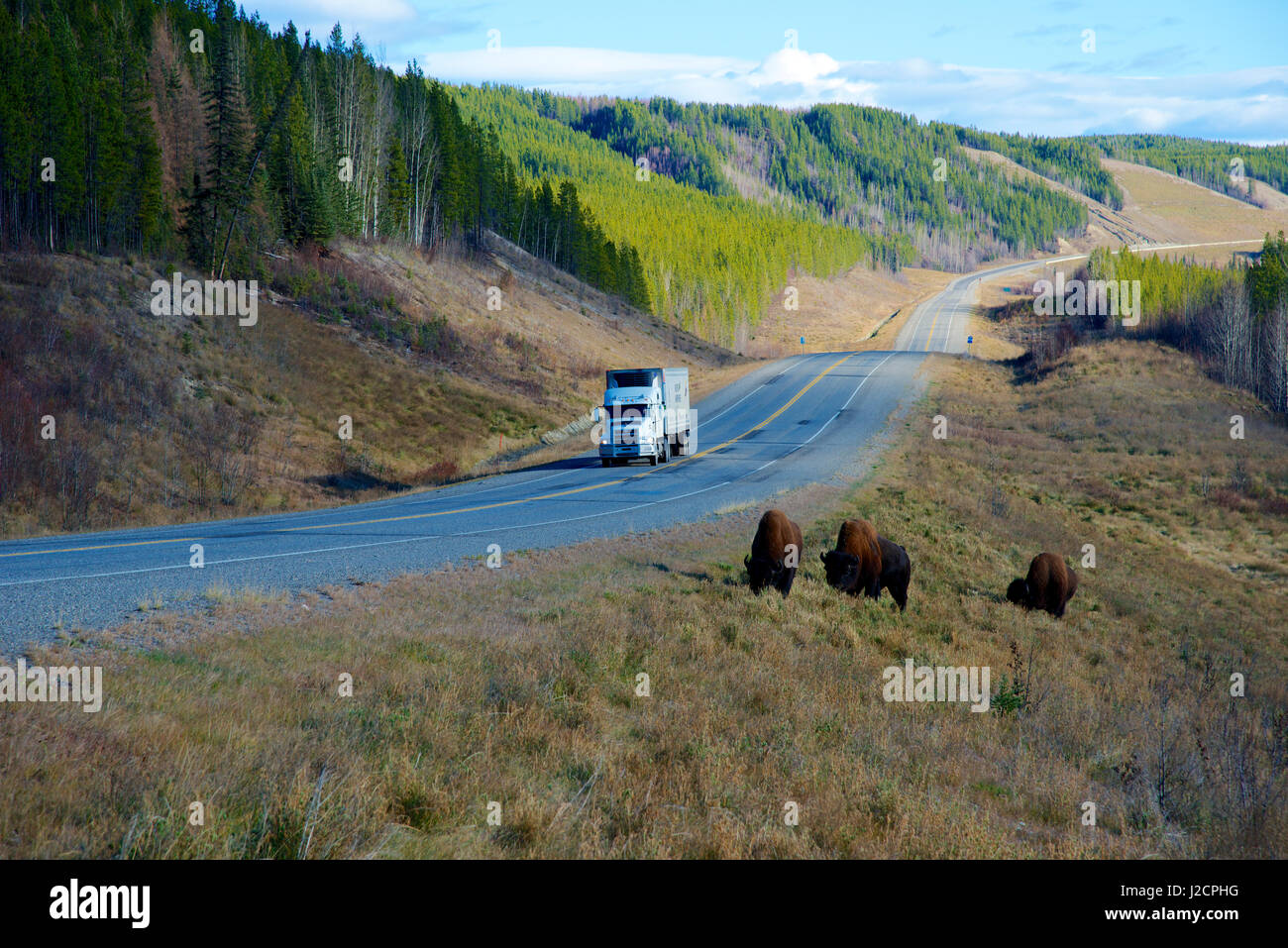The wood bison (Bison bison athabascae). Its original range included ...