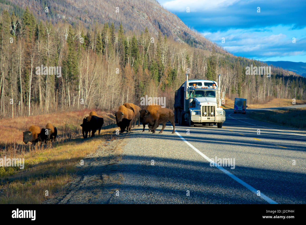 The wood bison (Bison bison athabascae). Its original range included ...