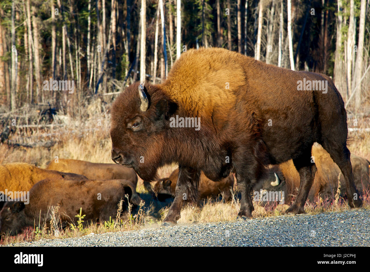 The wood bison (Bison bison athabascae). Its original range included ...