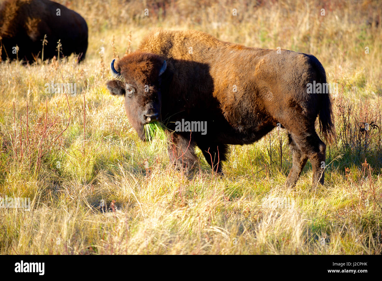 The wood bison (Bison bison athabascae). Its original range included ...