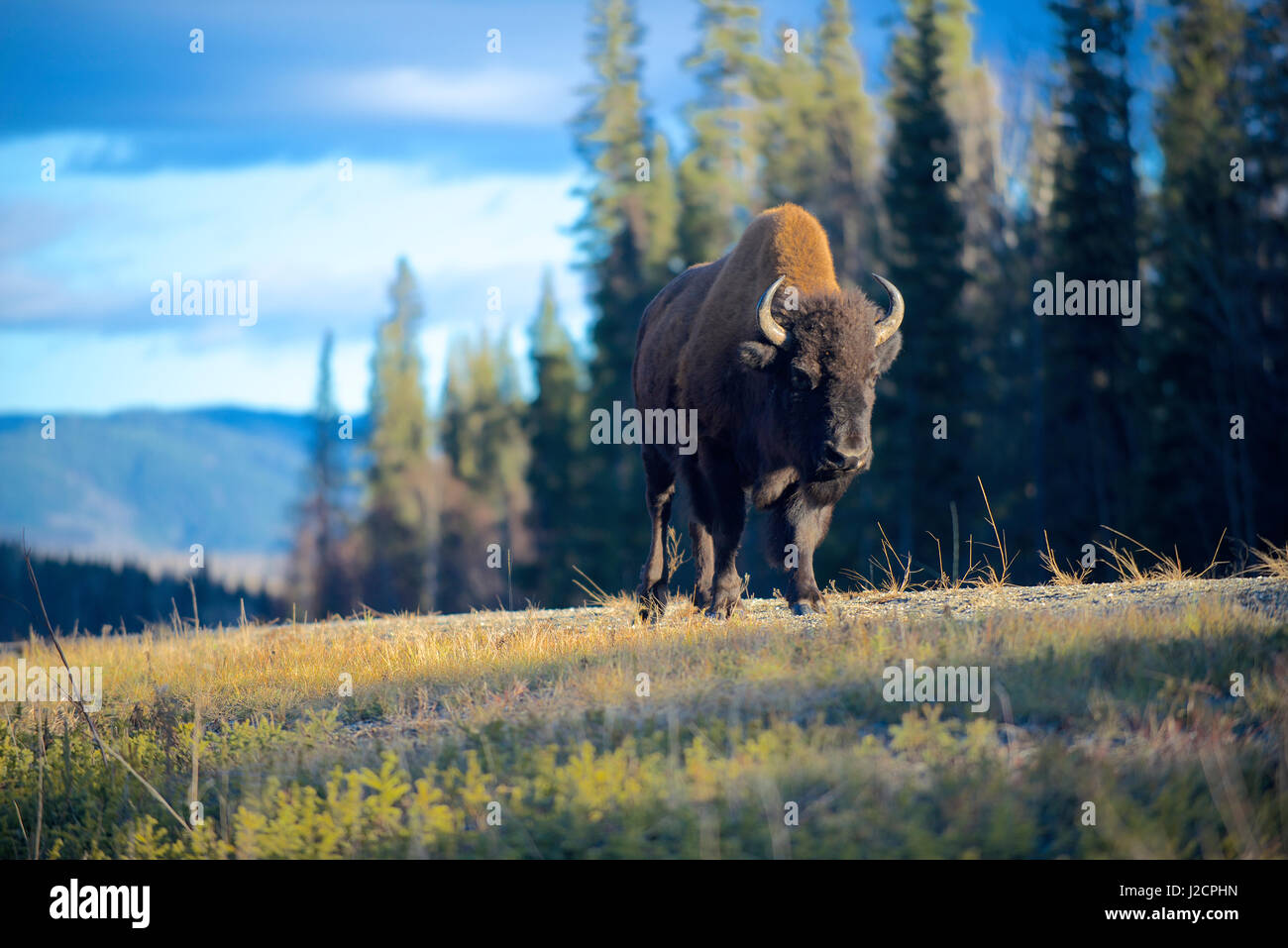 The wood bison (Bison bison athabascae). Its original range included ...