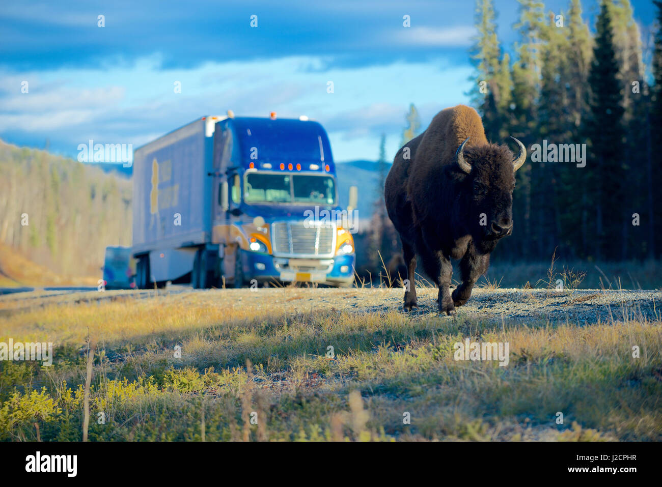 The wood bison (Bison bison athabascae). Bull on highway with truck ...
