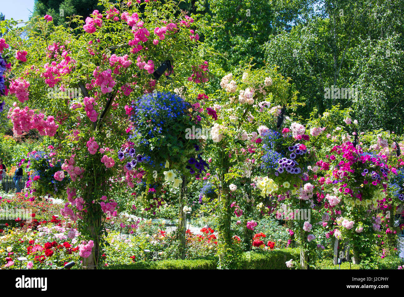 Rose garden butchart gardens victoria High Resolution Stock Photography ...