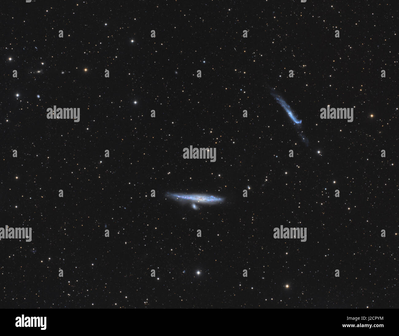The Whale Galaxy (NGC 4631, Caldwell 32) and galaxies NGC 4656, NGC ...
