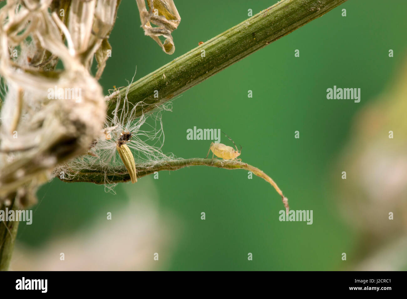 Aphid feeding hi-res stock photography and images - Alamy