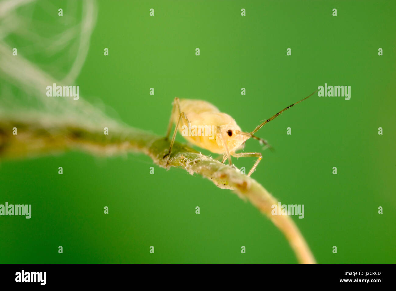 Aphid feeding off a wild plant Stock Photo - Alamy