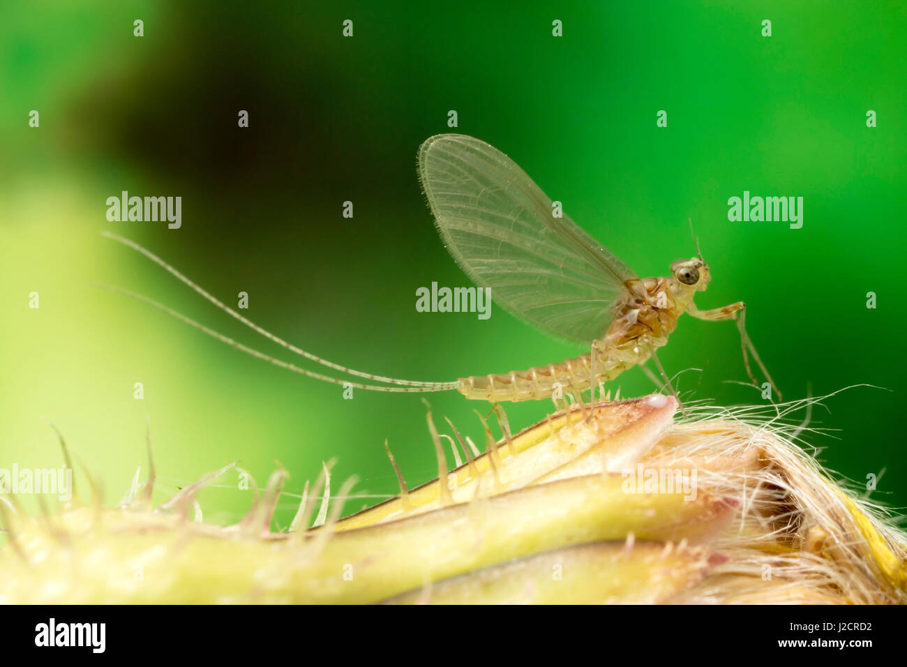 Mayfly Macro Photograph Stock Photo - Alamy