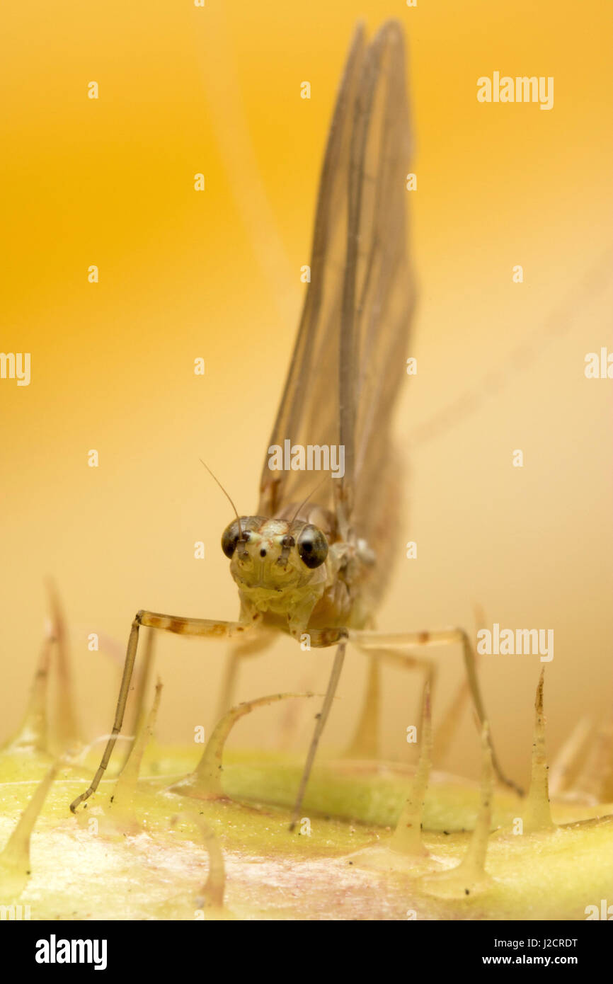 Mayfly eyes hi-res stock photography and images - Alamy