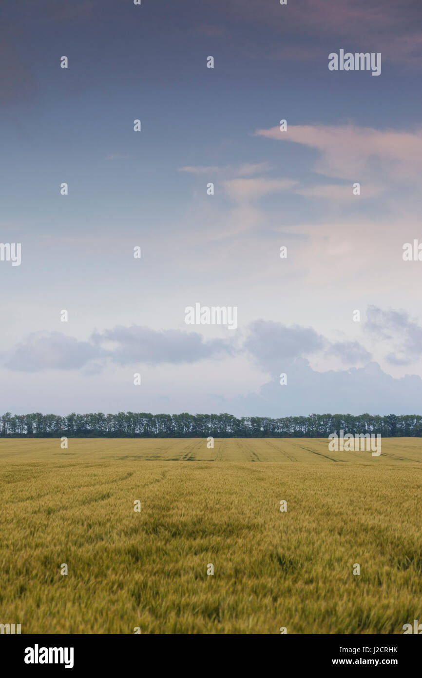 Bulgaria, Black Sea Coast, Kavarna, wheat field, early summer Stock ...