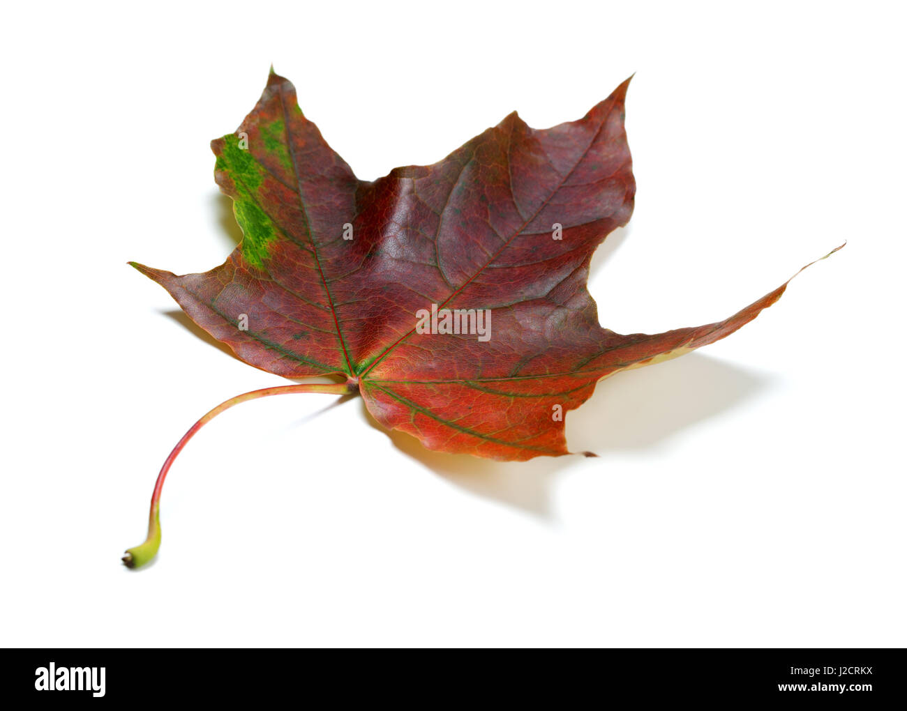 Multicolor autumn maple-leaf isolated on white background. Close-up ...