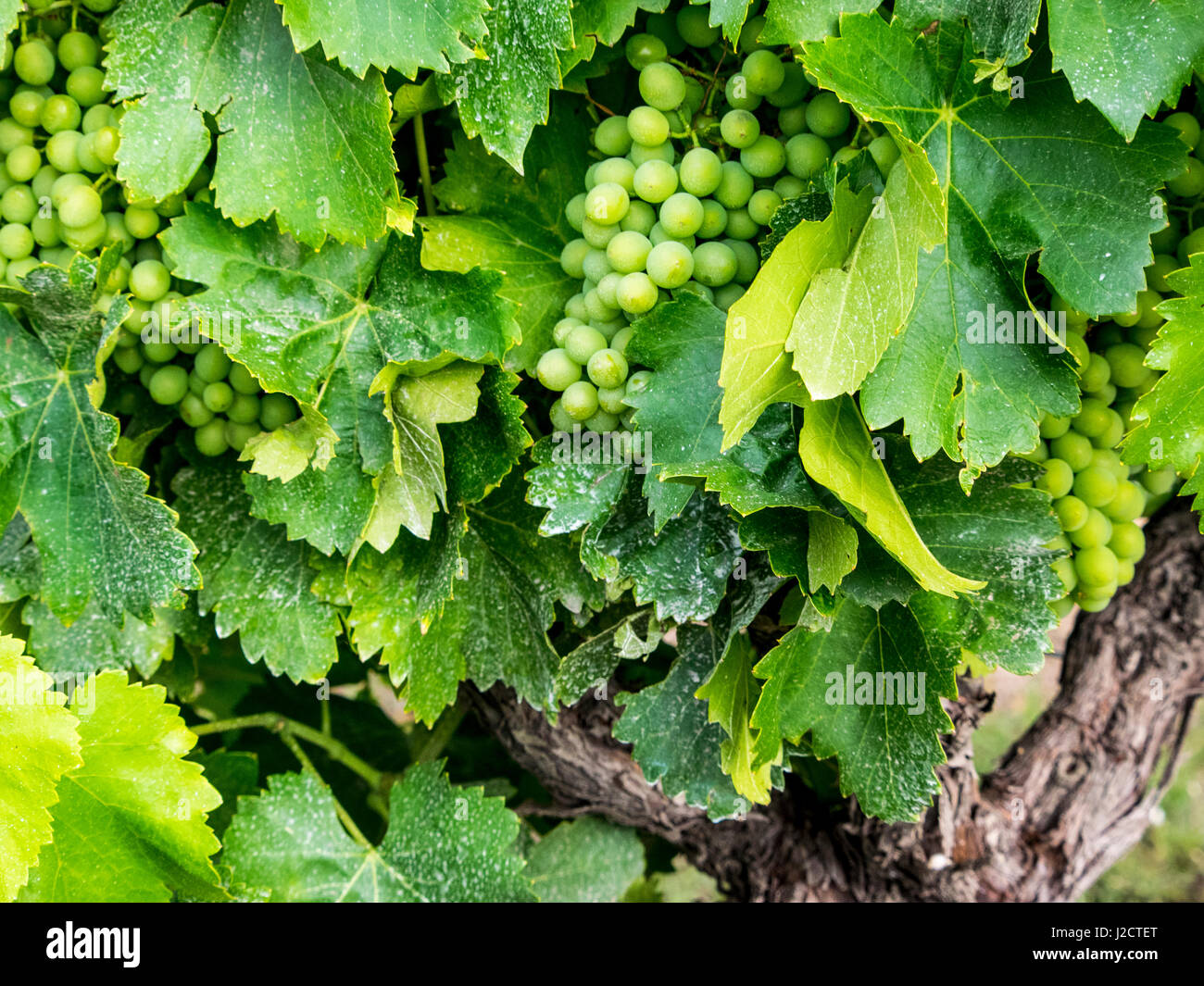 France, Provence, French vineyard on rolling hillside Stock Photo - Alamy