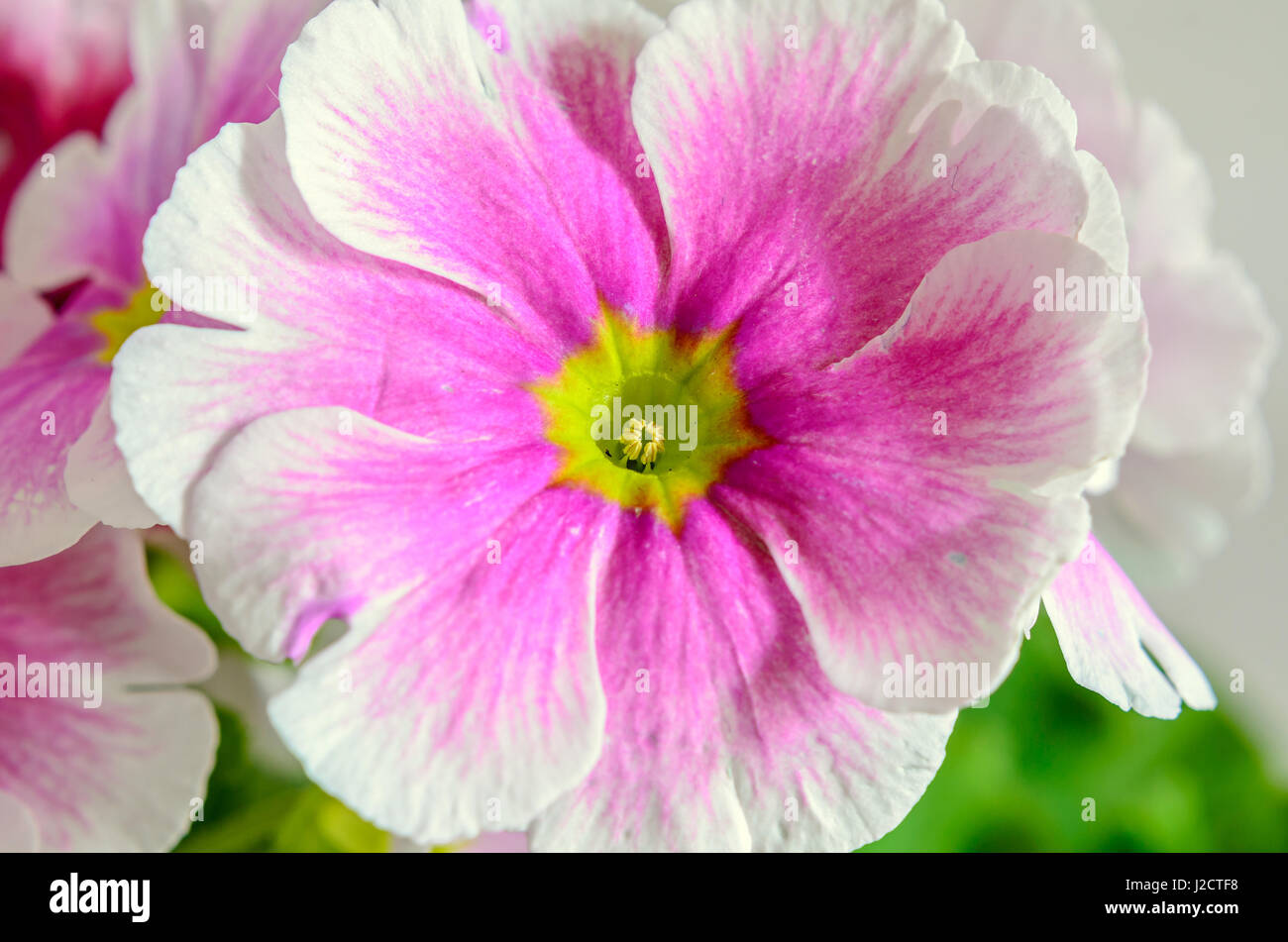 Primula obconica touch me, pink with white flowers, green leaves, close ...