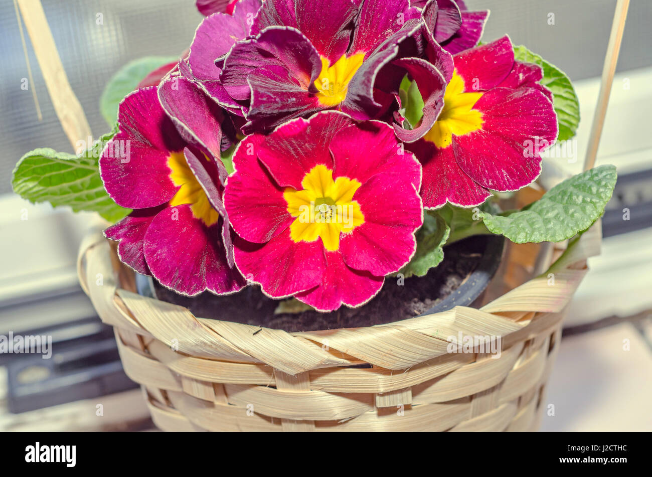 Primula obconica touch me, dark red with yellow flowers, green leaves ...