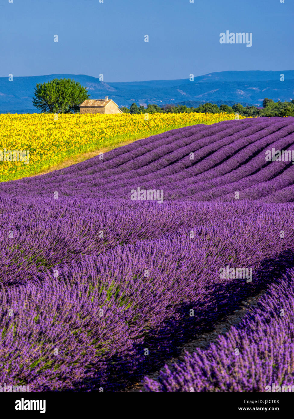 France, Provence, old farm house in field of lavender and Sunflowers ...